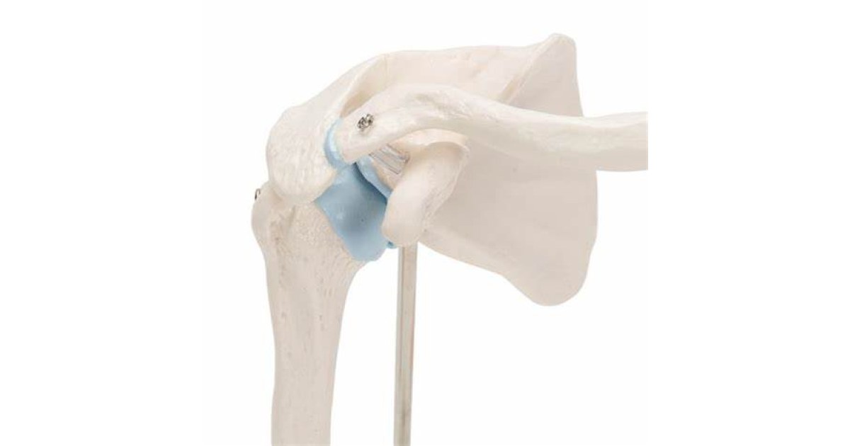 Mini Human Shoulder Joint Model with Coss Section Α86/1 | Δίγκας Γ. Ιατρικά