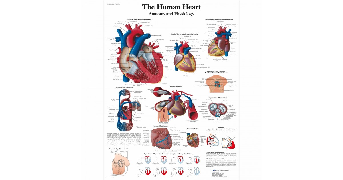 Human heart poster VR1334UU | Δίγκας Γ. Ιατρικά